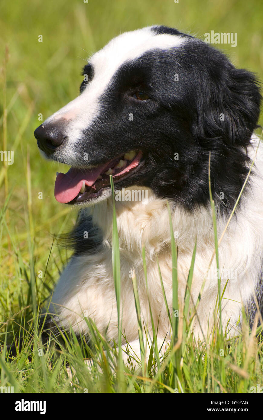Border collie, Northwest Champion Sheep Dog Trials, Linn County Lamb ...
