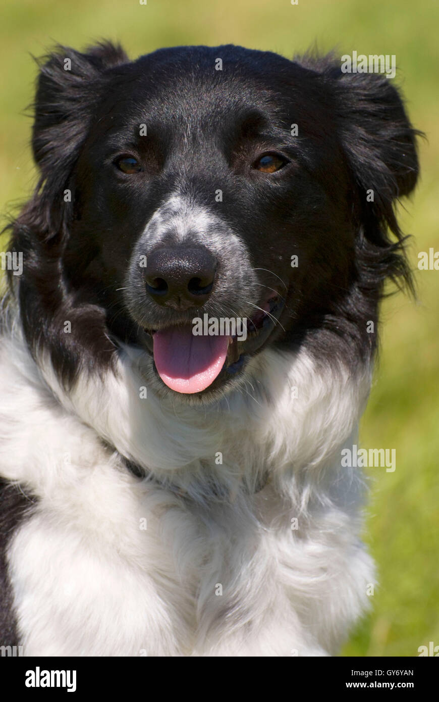 Border collie, Northwest Champion Sheep Dog Trials, Linn County Lamb ...
