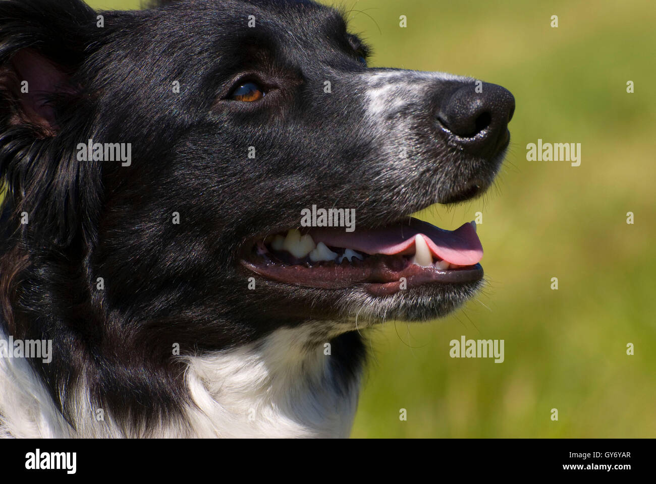 Border collie, Northwest Champion Sheep Dog Trials, Linn County Lamb ...