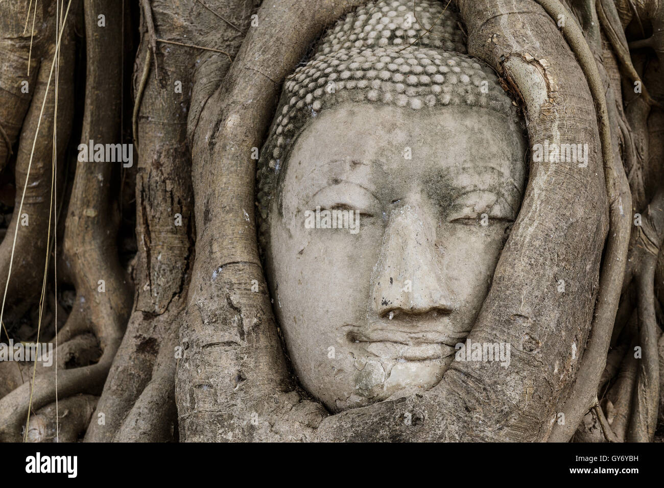 Buddha head statue in old tree Stock Photo - Alamy