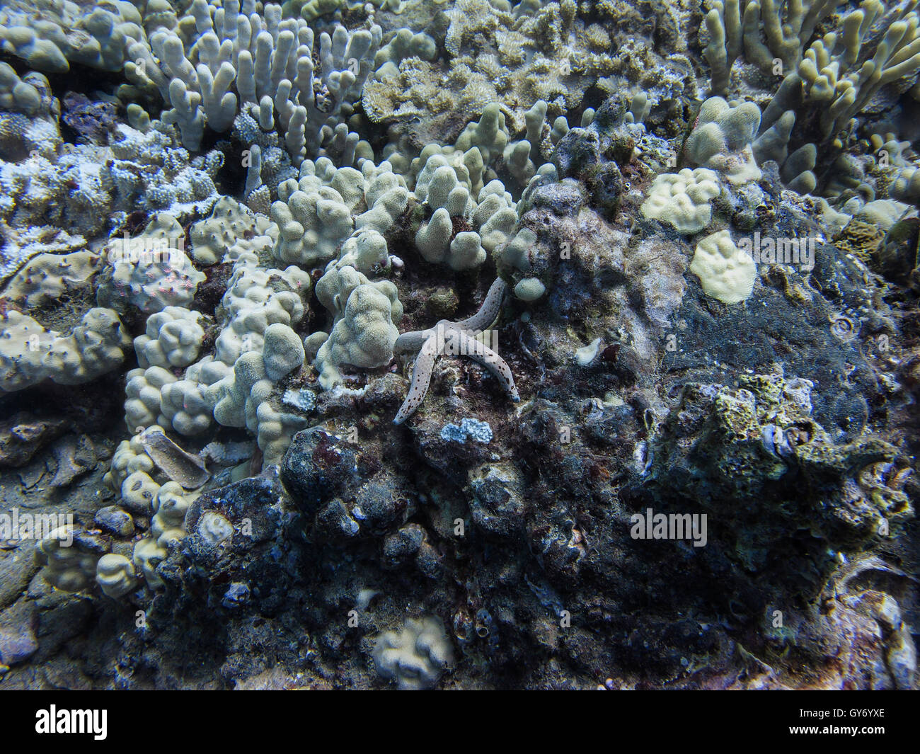 Starfish underwater hawaii hi-res stock photography and images - Alamy