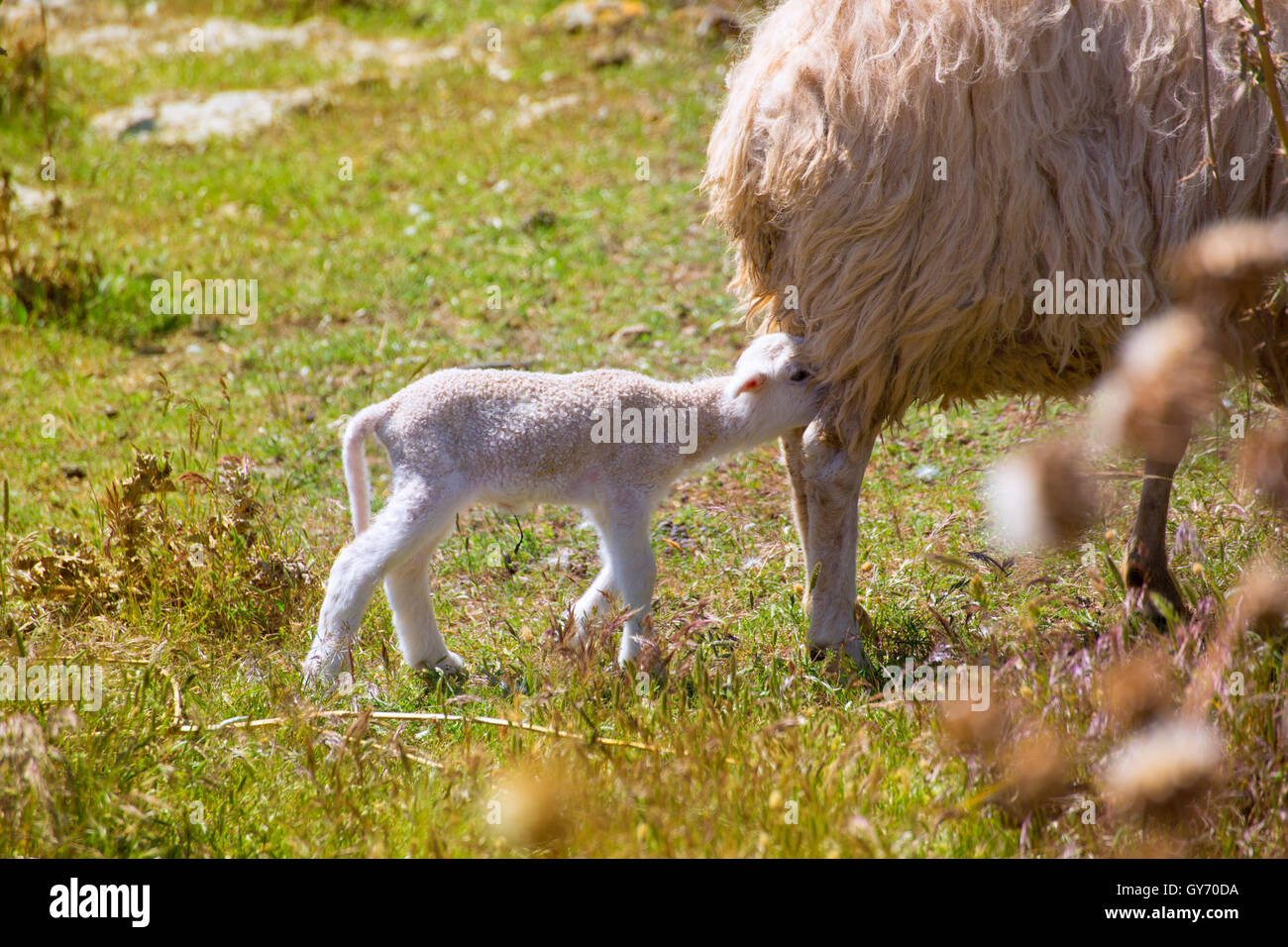 Mother sheep and baby lamb nursing in a field Stock Photo - Alamy