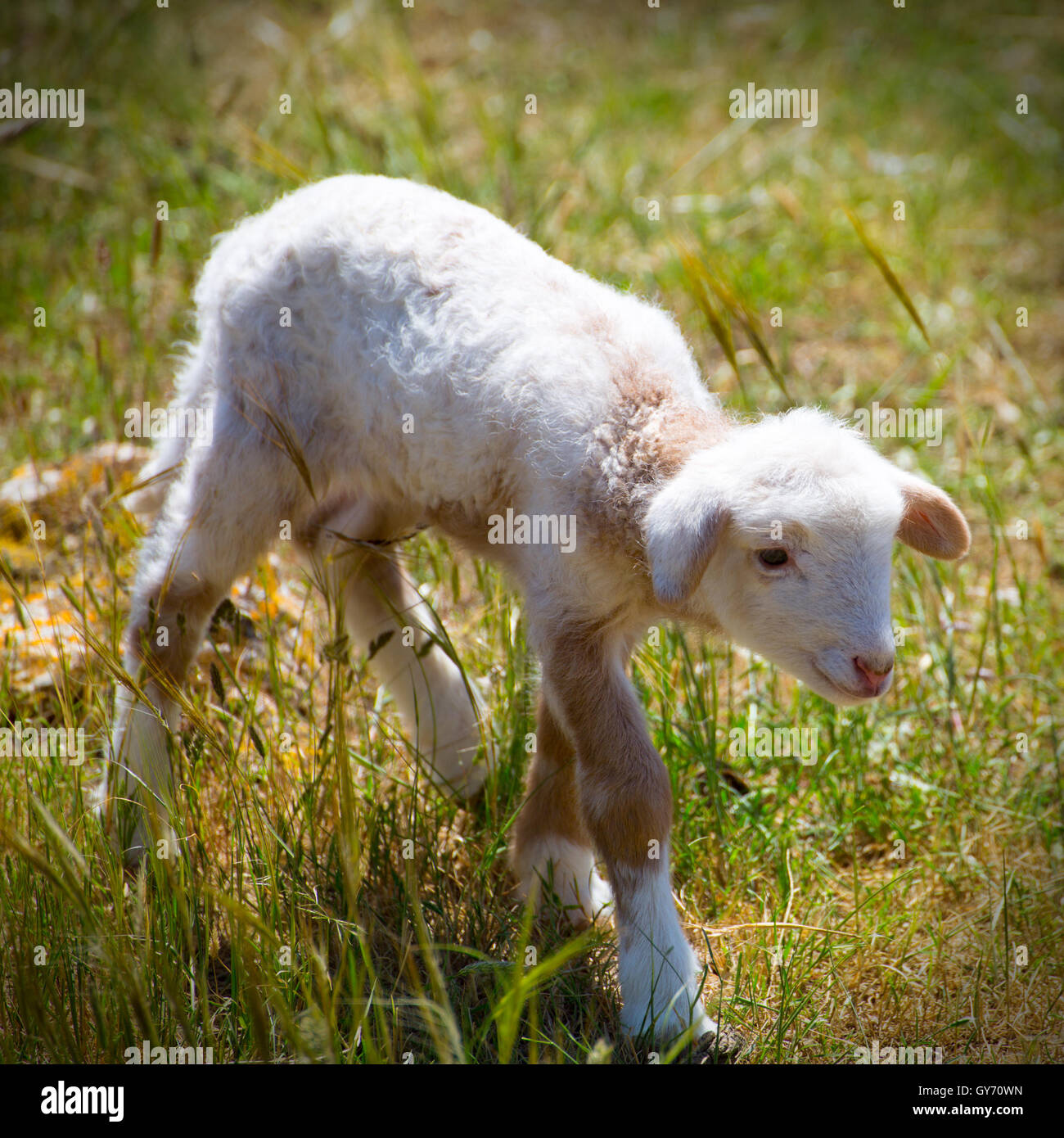Baby lamb newborn sheep standing on grass field Stock Photo - Alamy