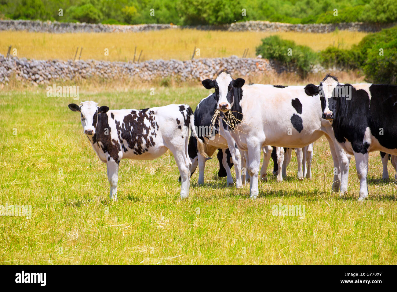 Menorca Friesian cow cattle grazing in green meadow Stock Photo - Alamy