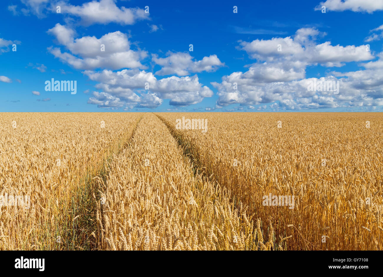 Path in a golden wheat field Stock Photo - Alamy