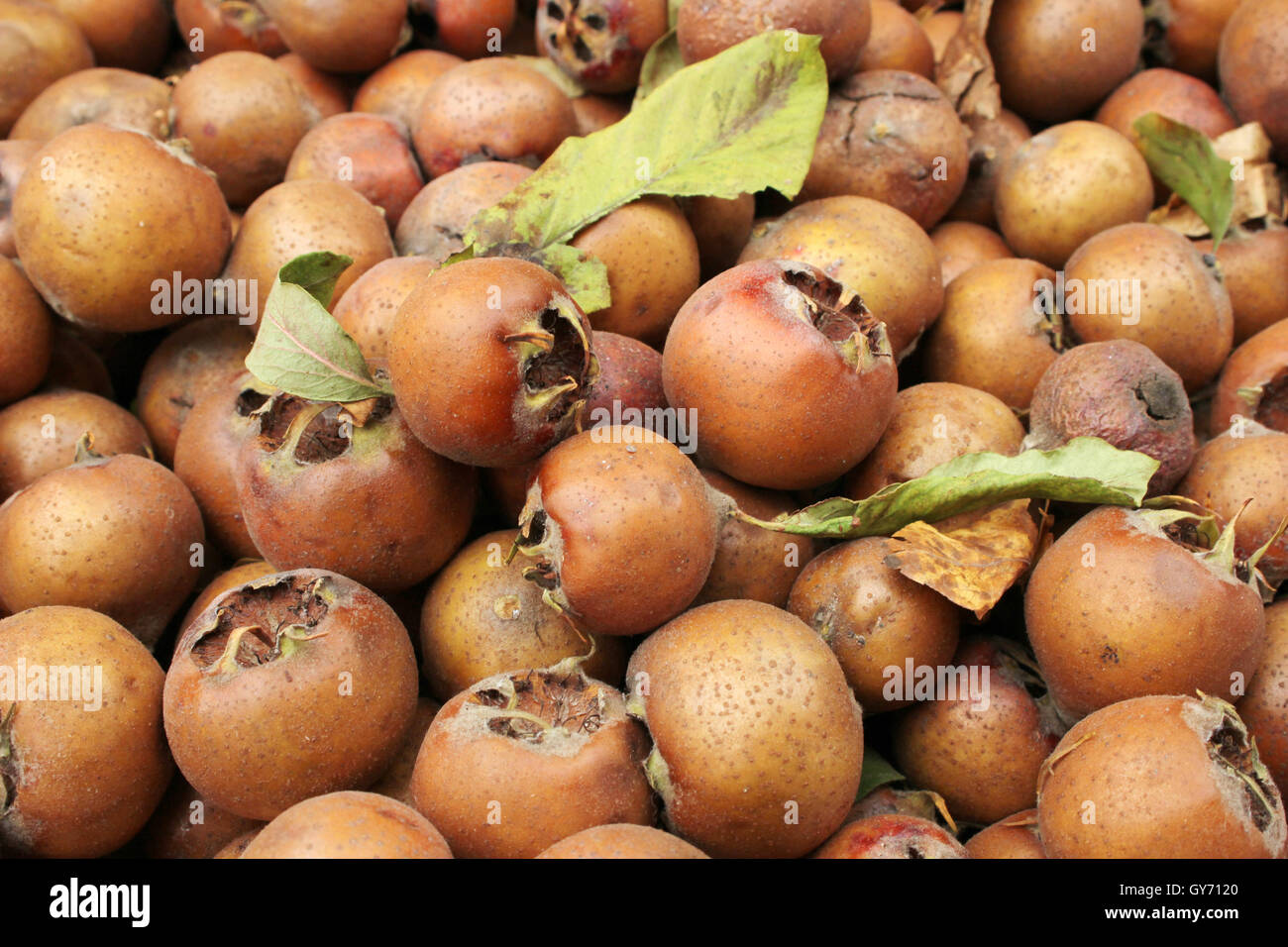 Medlar berry hi-res stock photography and images - Alamy