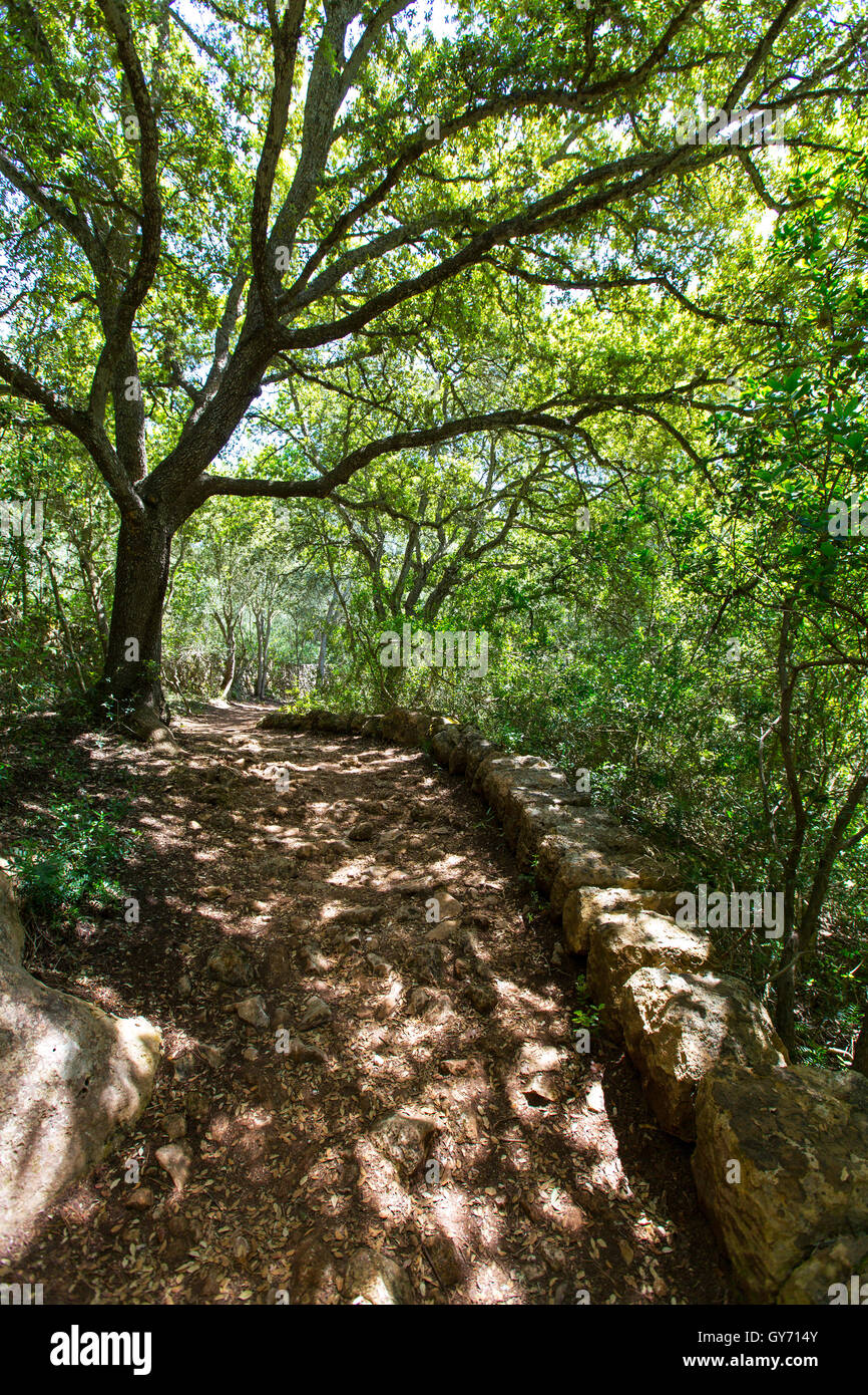 mediterranean forest in Menorca with oak trees Stock Photo - Alamy