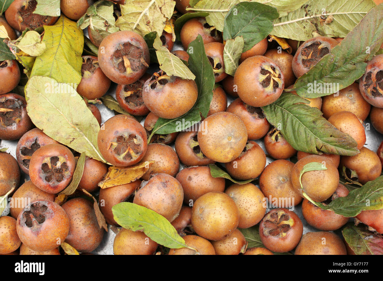 Mediterranean medlar hi-res stock photography and images - Alamy