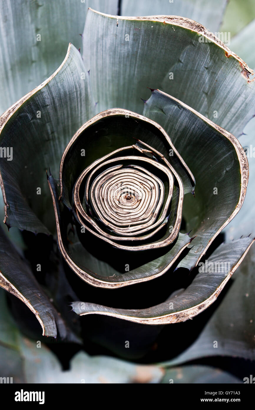 Concentric Circles In Nature