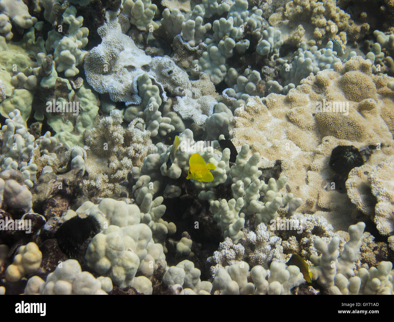 Yellow tang and friends Stock Photo - Alamy