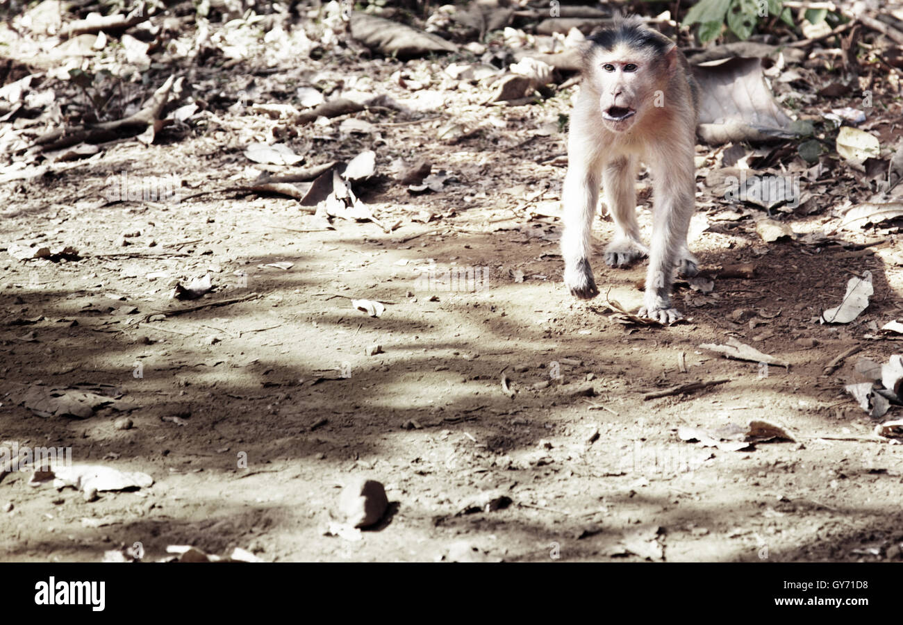 Angry mandrill hi-res stock photography and images - Alamy