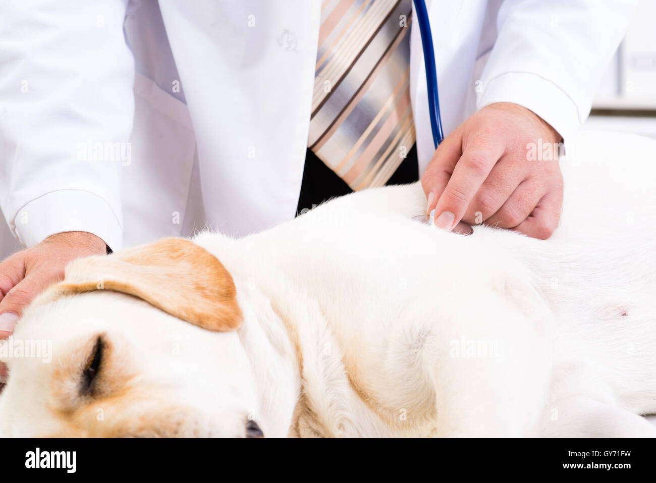 vet checks the health of a dog Stock Photo - Alamy