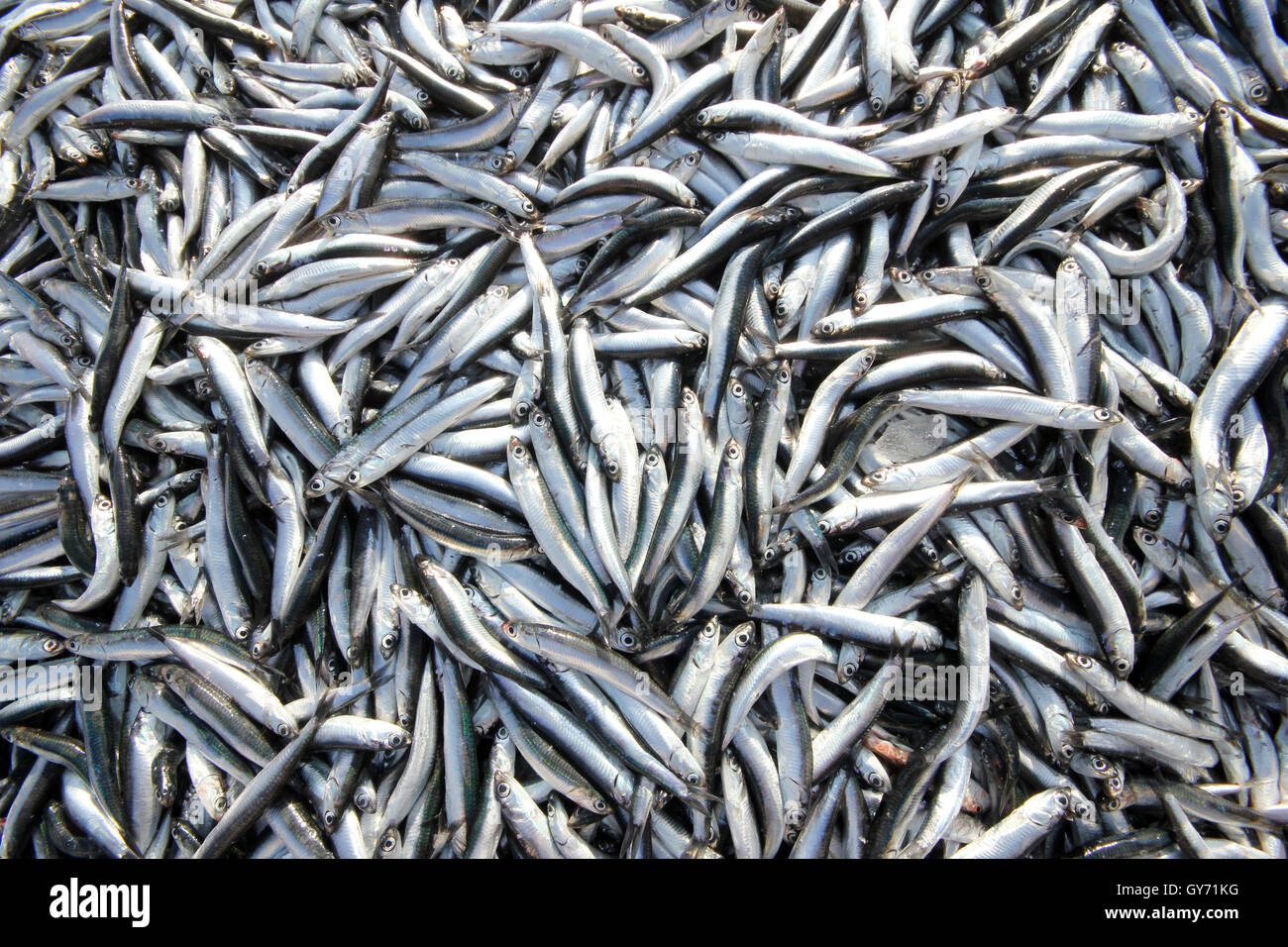 Anchovy hamsi hi-res stock photography and images - Alamy