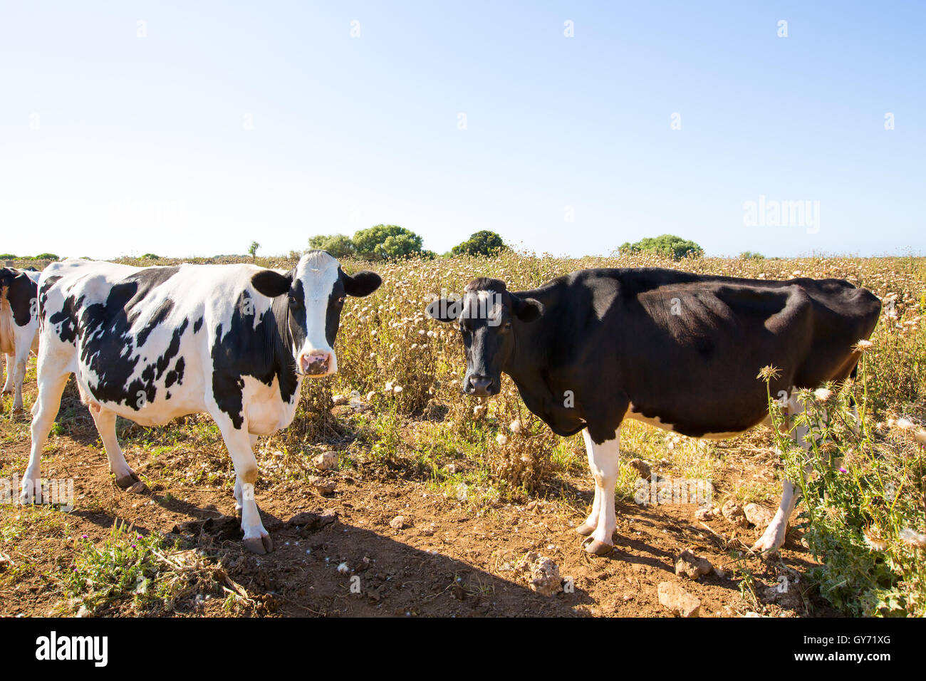 Cattle farm menorca minorca hi-res stock photography and images - Alamy