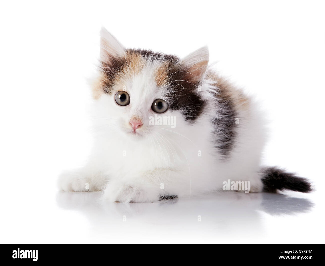 Small Multi-colored cat Stock Photo - Alamy