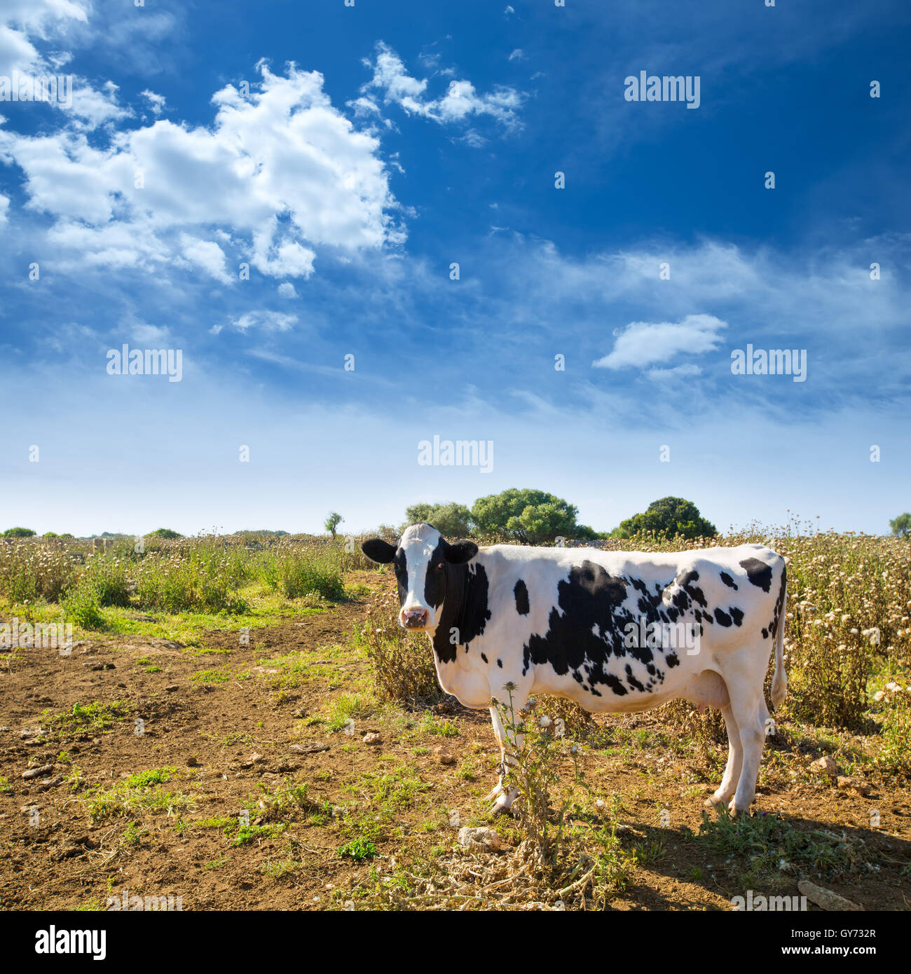 Cattle farm menorca minorca hi-res stock photography and images - Alamy