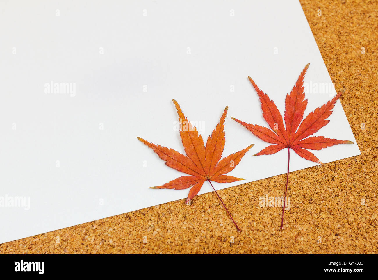 Greeting card with maple Stock Photo - Alamy