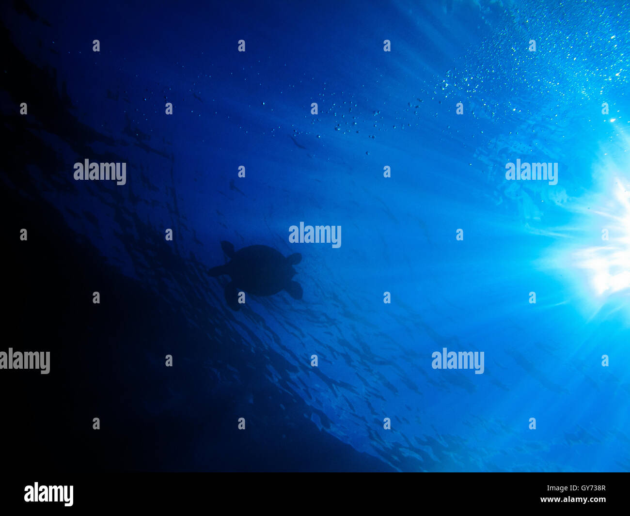 Sea turtle in the sun Stock Photo - Alamy