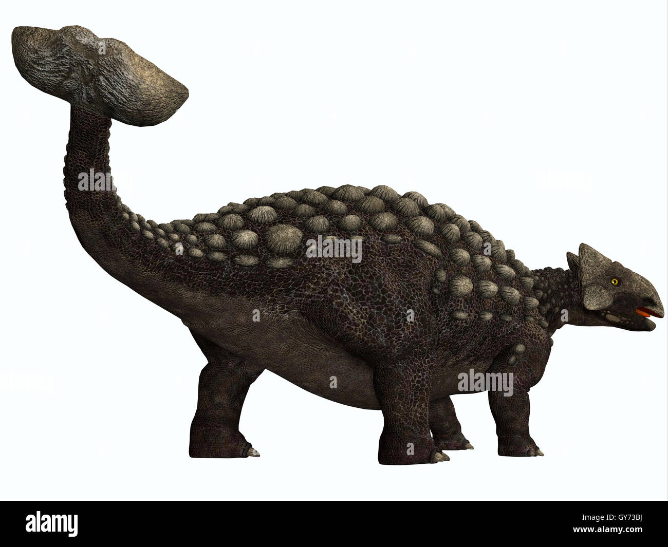 Ankylosaurus hi-res stock photography and images - Alamy