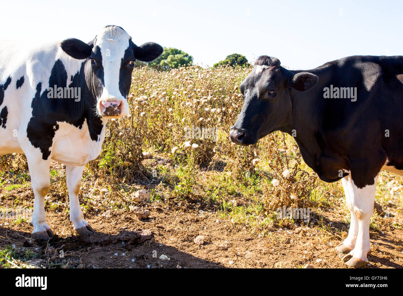 Menorca friesian cows cattle grazing near Ciutadella Stock Photo - Alamy