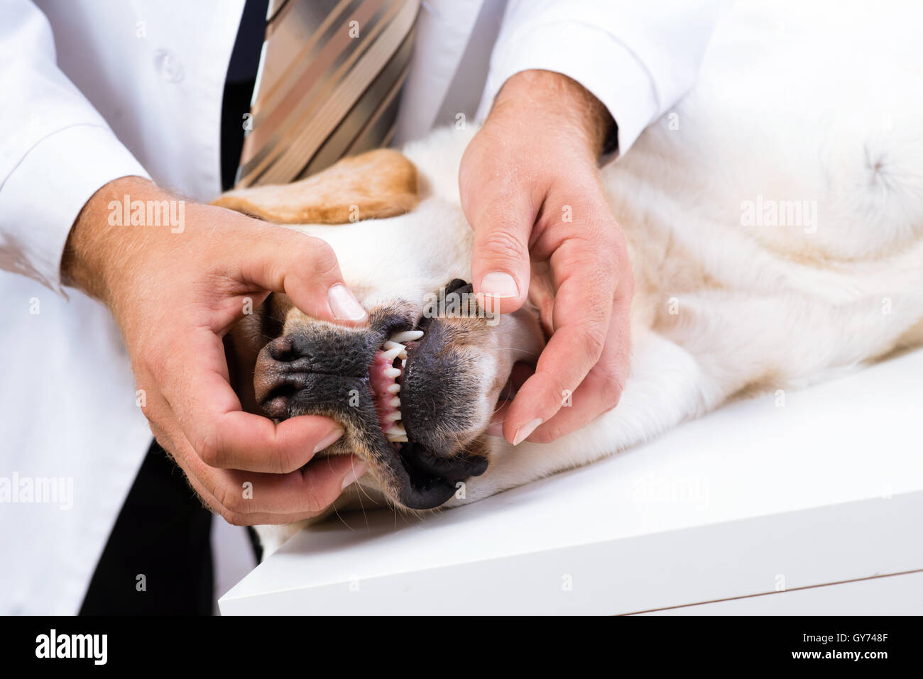 Vet checks teeth dog hi-res stock photography and images - Alamy