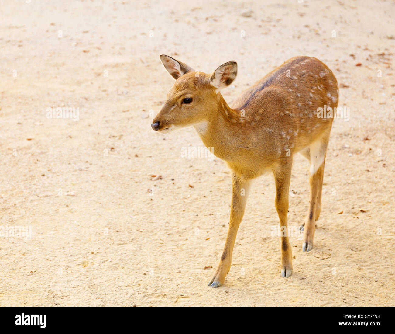 Fallow deer flower hi-res stock photography and images - Alamy