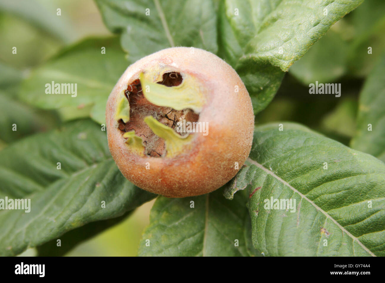 Mediterranean medlar hi-res stock photography and images - Alamy