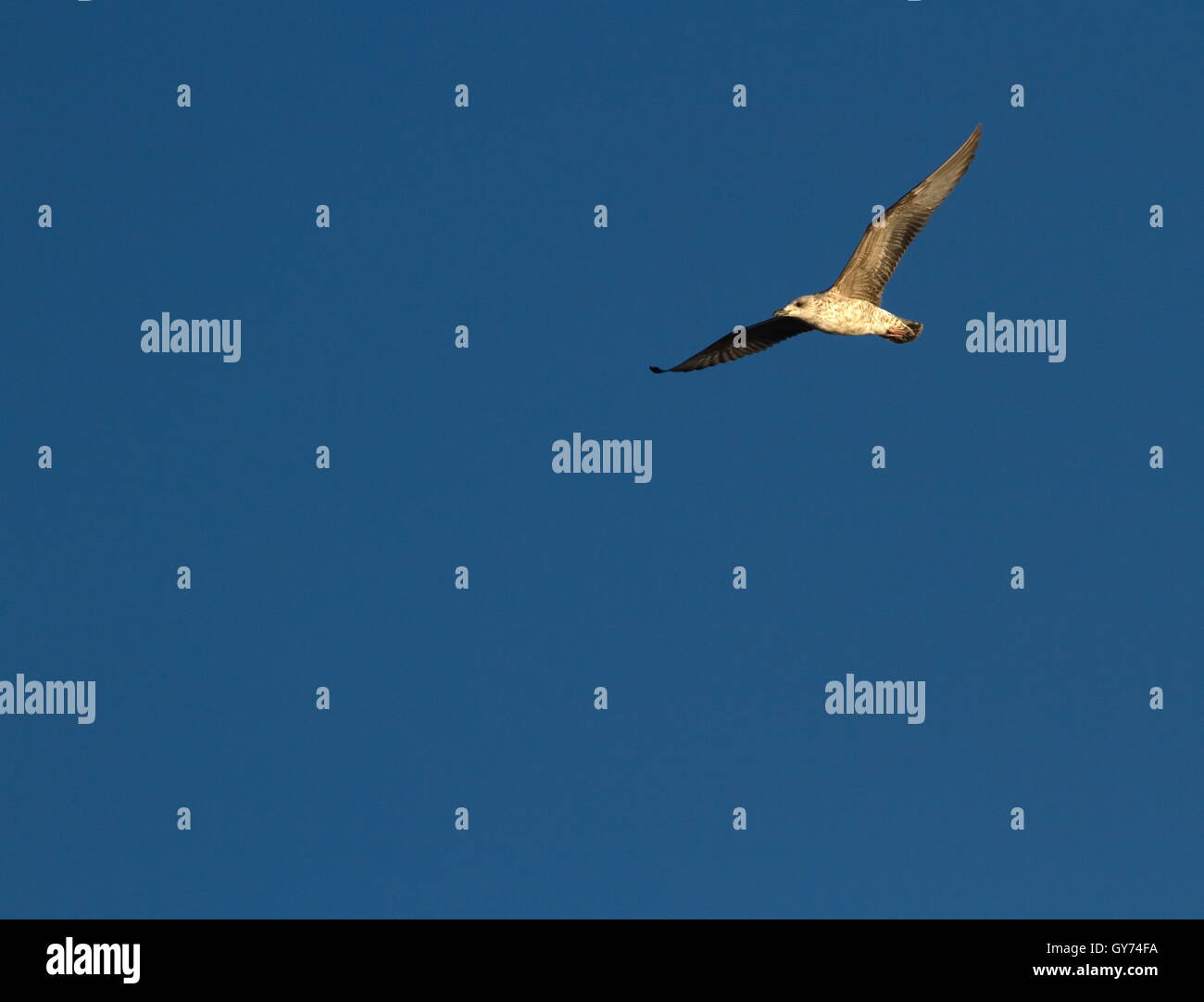 Beautiful seagull with open wing flying high hi-res stock photography ...