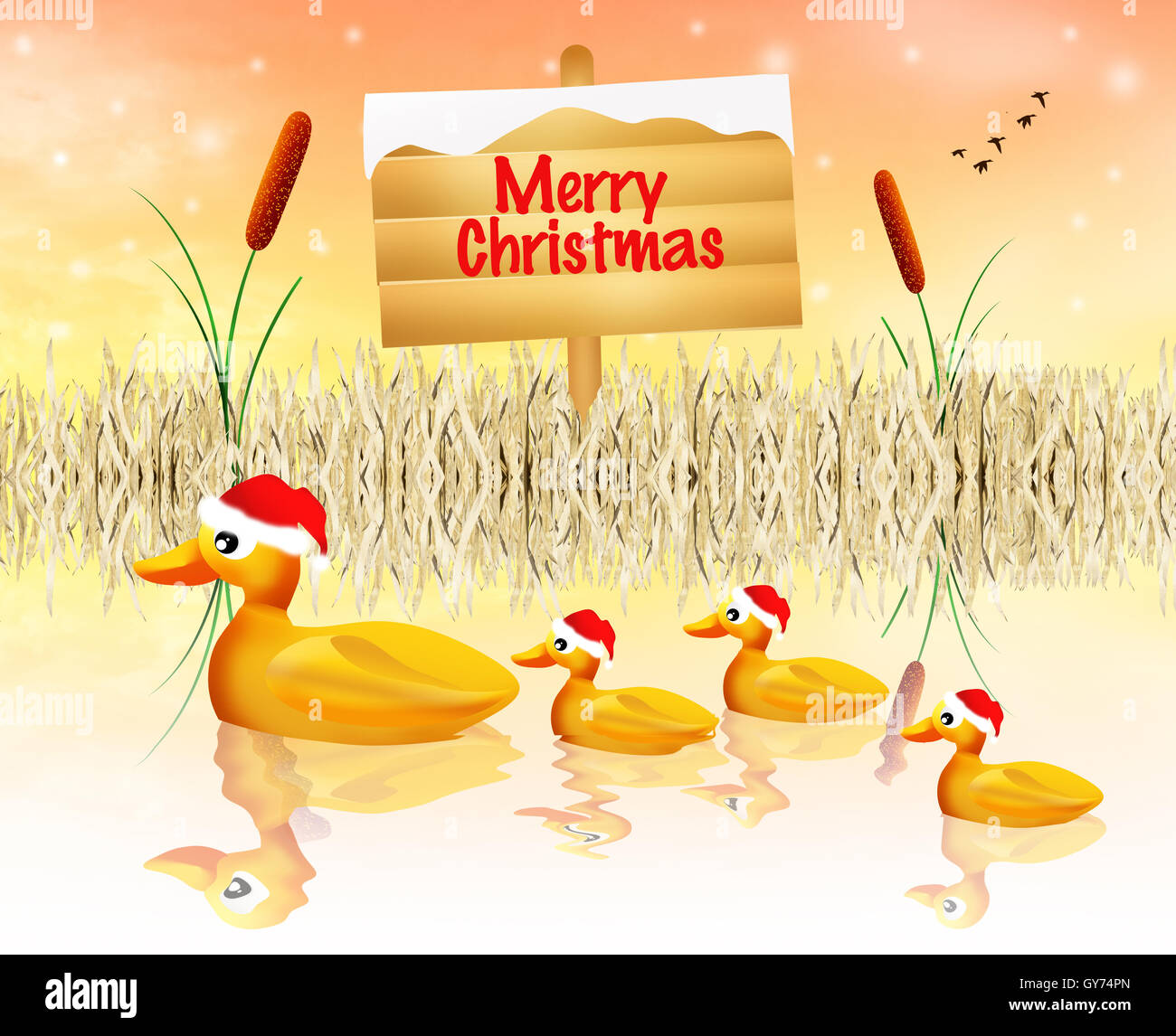 ducks at Christmas Stock Photo - Alamy
