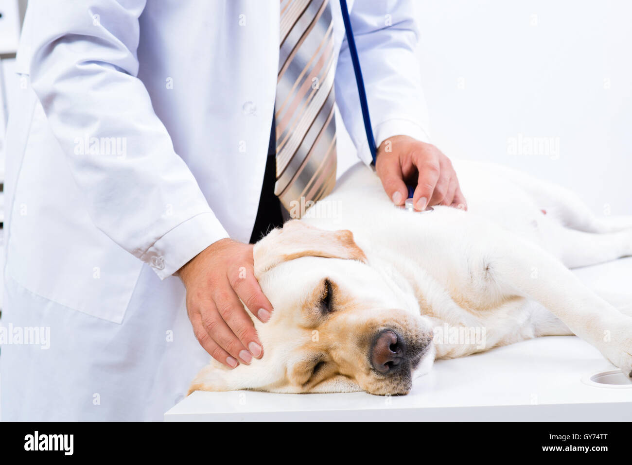 vet checks the health of a dog Stock Photo - Alamy