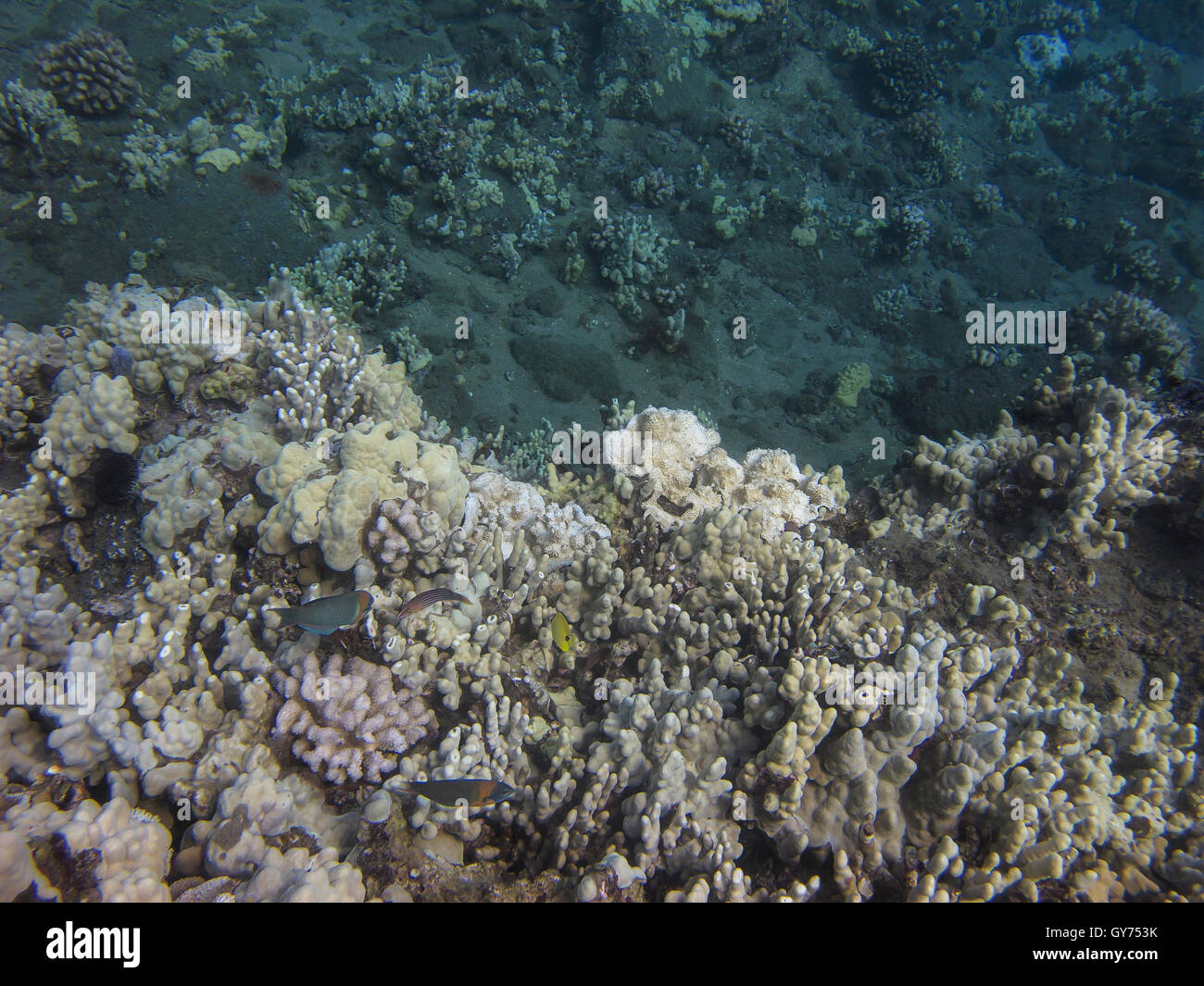 Fish in a coral reef Stock Photo - Alamy