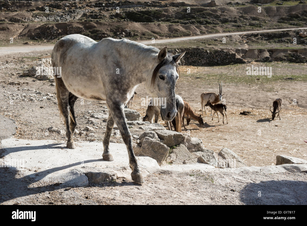 Horse at Safari park in Spain Stock Photo - Alamy