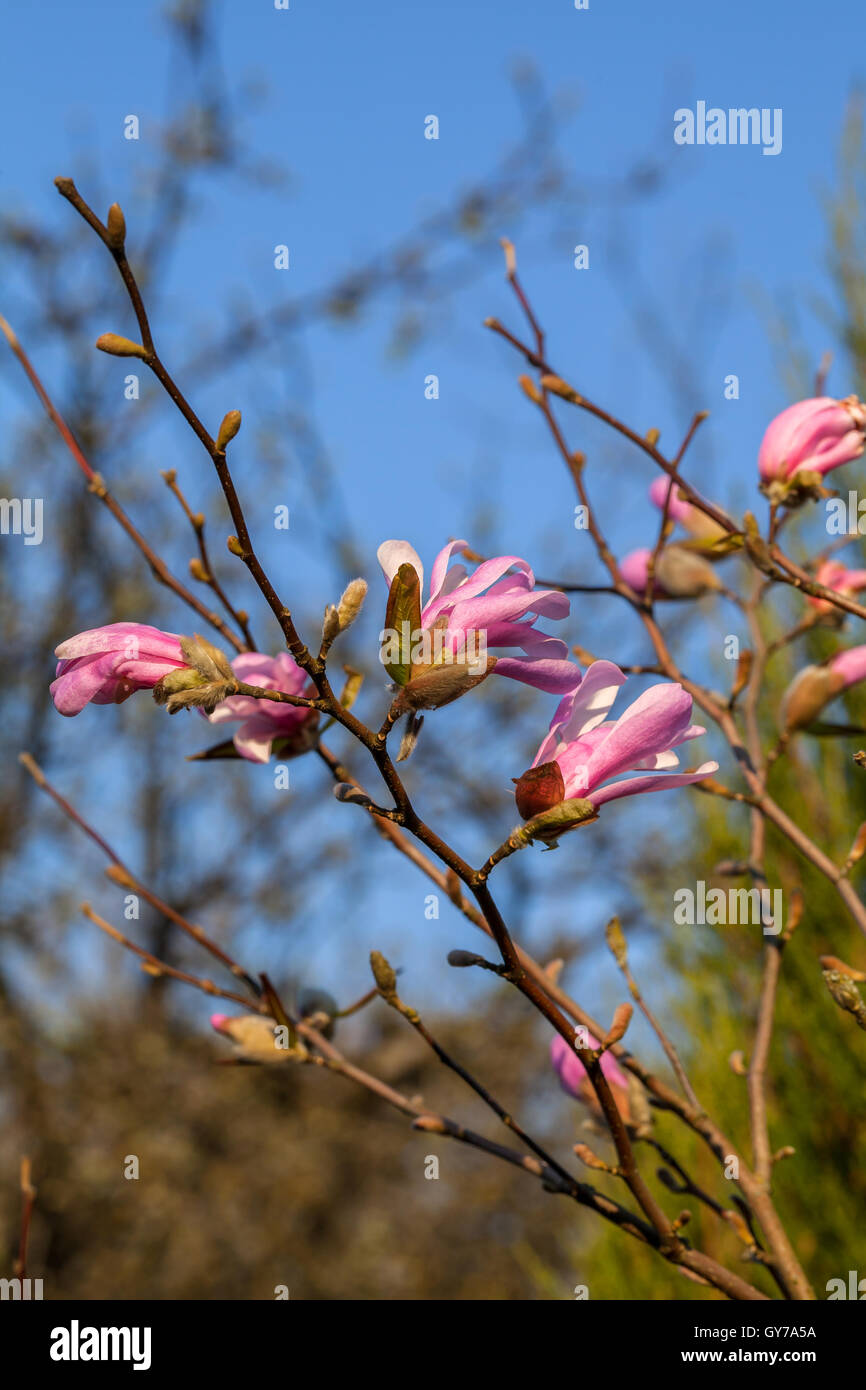 Magnolia blossoms in spring Stock Photo - Alamy