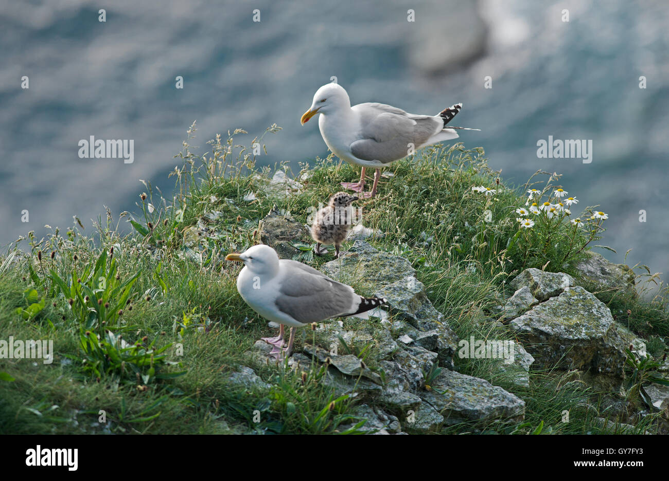 Herring Gulls-Larus argentatus with chick on nest. Uk Stock Photo - Alamy