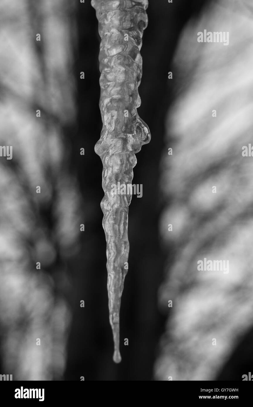 Transparent icicle Black and White Stock Photos & Images - Alamy
