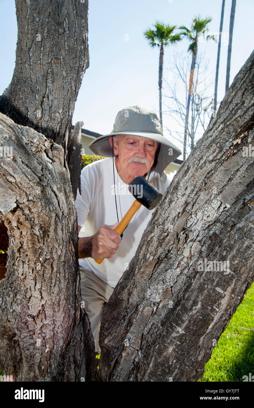 Using a rubber mallet, a professional arborist in Laguna Niguel, CA ...