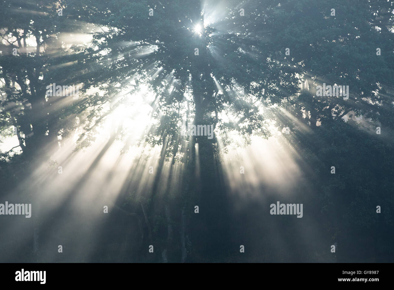 sun rays through trees in the mist Stock Photo - Alamy
