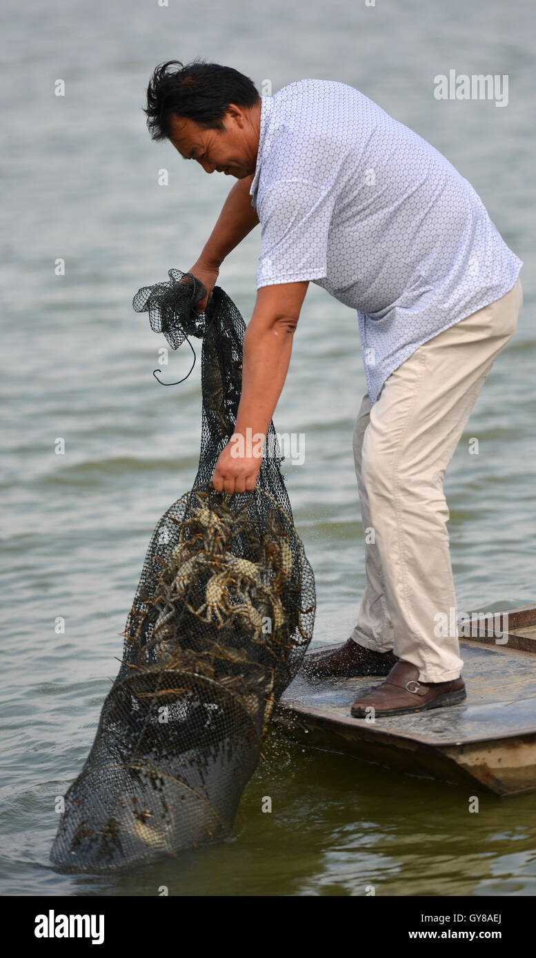 Hongze, China's Jiangsu Province. 18th Sep, 2016. An aquatic farmer ...