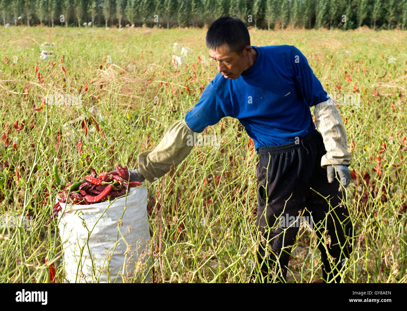 Production of chillies hi-res stock photography and images - Alamy