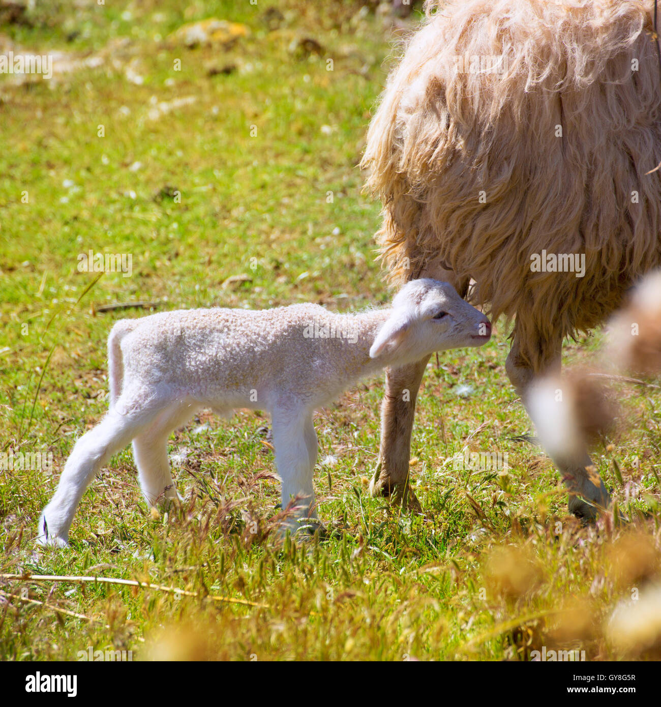 Mother sheep and baby lamb grazing in a field Stock Photo - Alamy