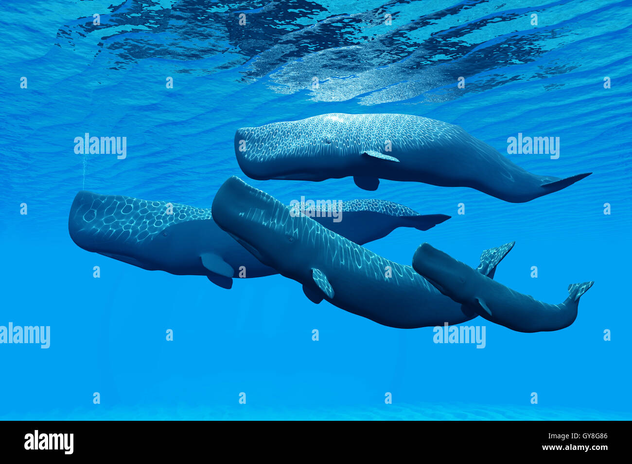 Sperm whale illustration hi-res stock photography and images - Alamy