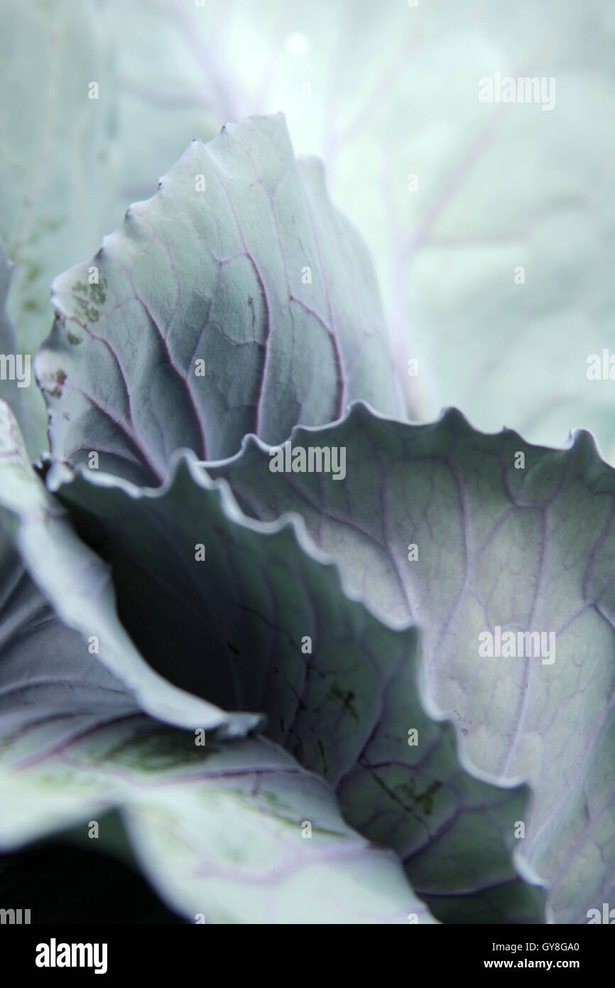 Layered cabbage hi-res stock photography and images - Alamy