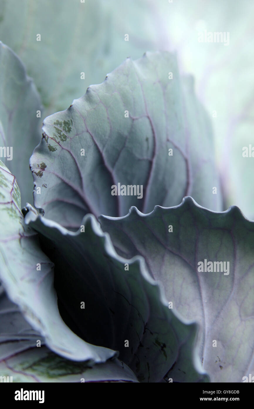 Layered cabbage hi-res stock photography and images - Alamy