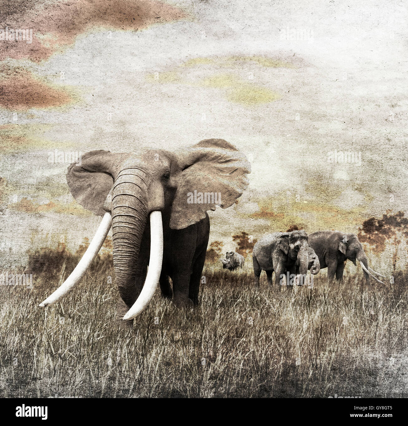 Old elephant walking hi-res stock photography and images - Alamy