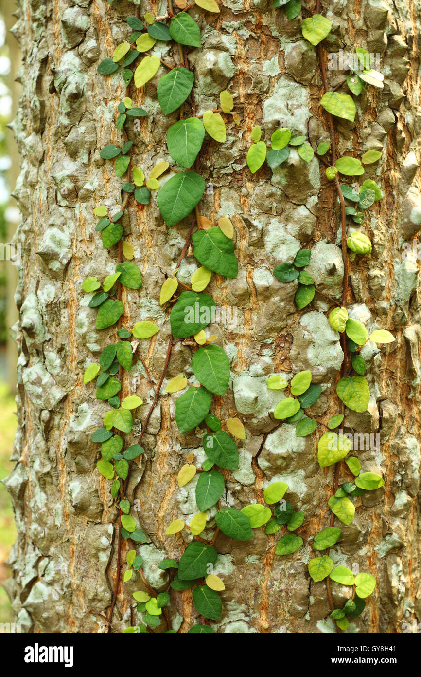 Bark botany hi-res stock photography and images - Alamy