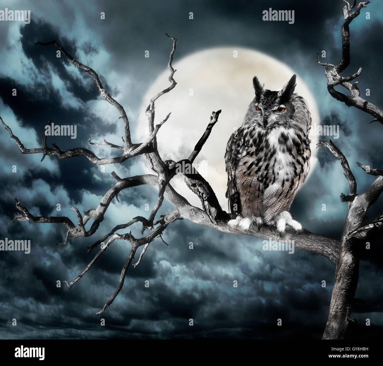 Owl tree moon hi-res stock photography and images - Alamy