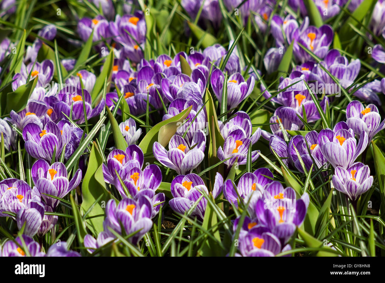 blooming crocus flowers Stock Photo - Alamy