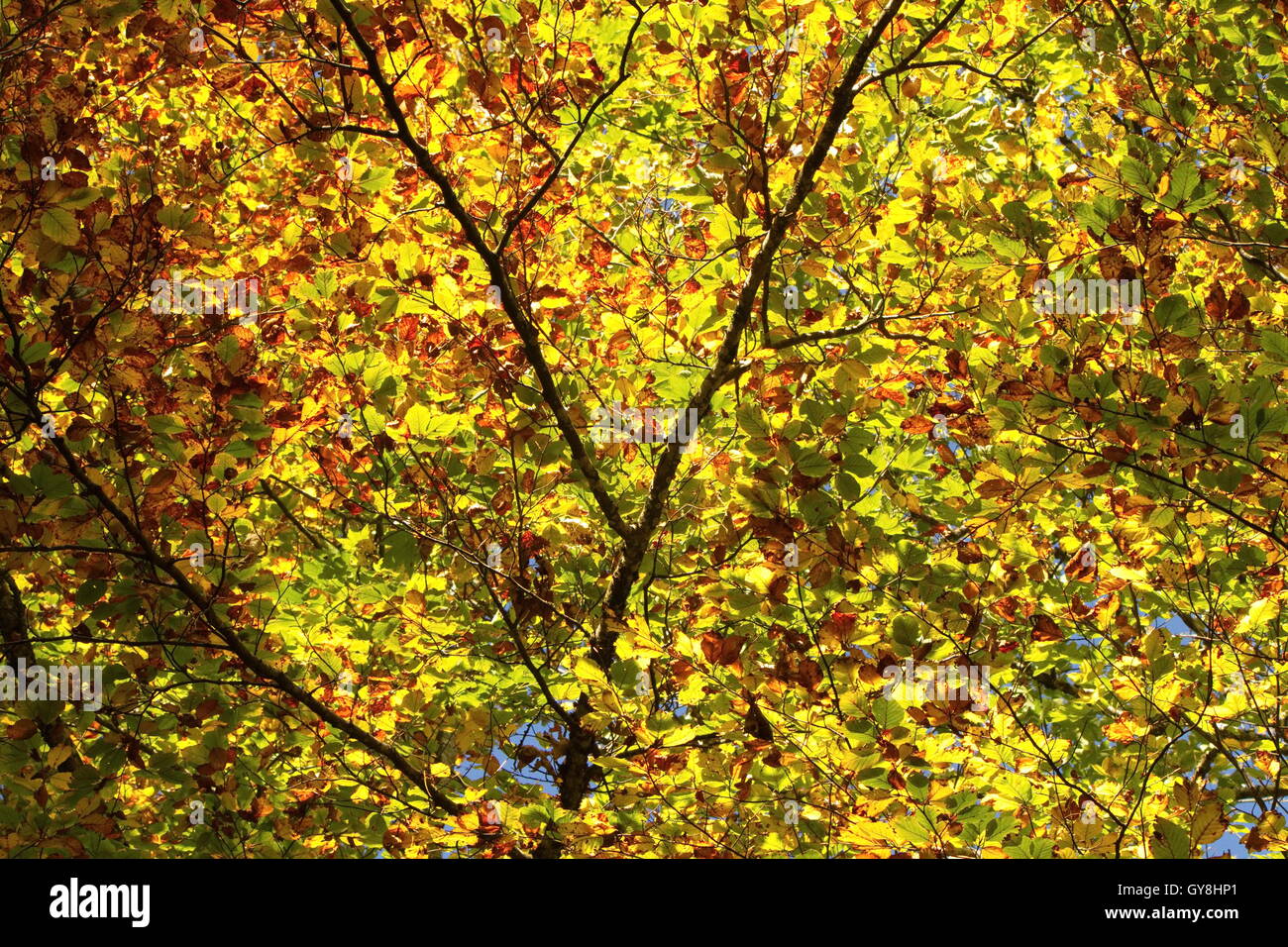 Colorful tree leaves in autumn Stock Photo - Alamy