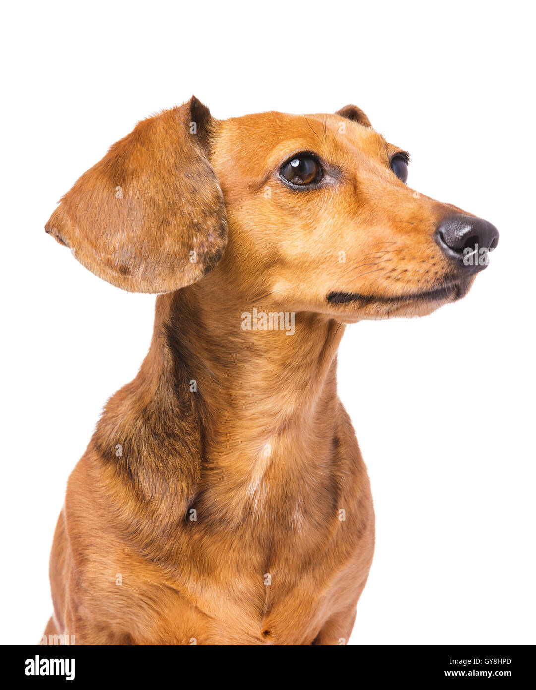 Dachshund Dog looking at a side Stock Photo - Alamy