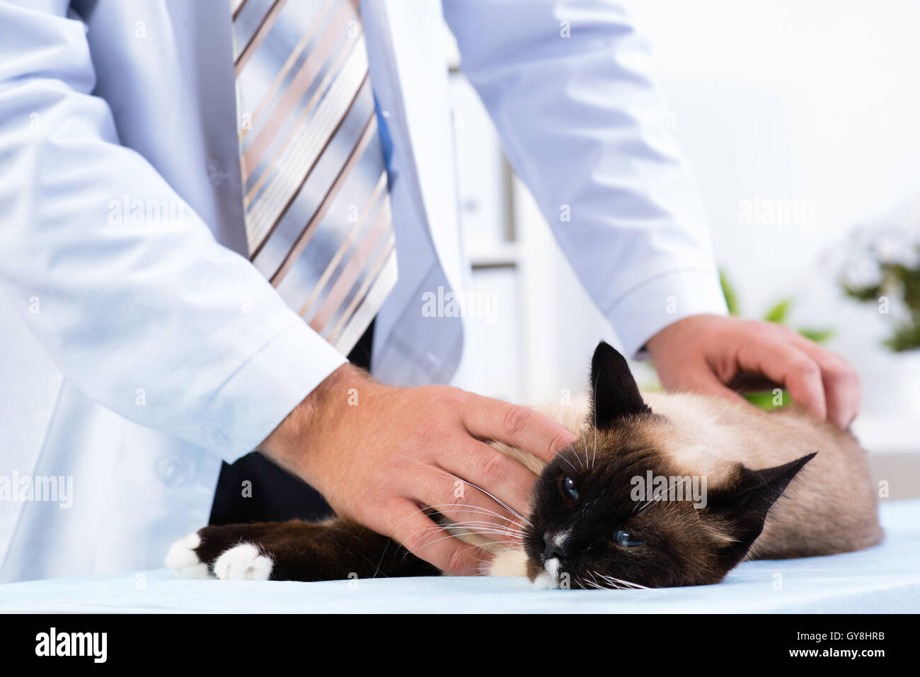 vet checks the health of a cat Stock Photo - Alamy